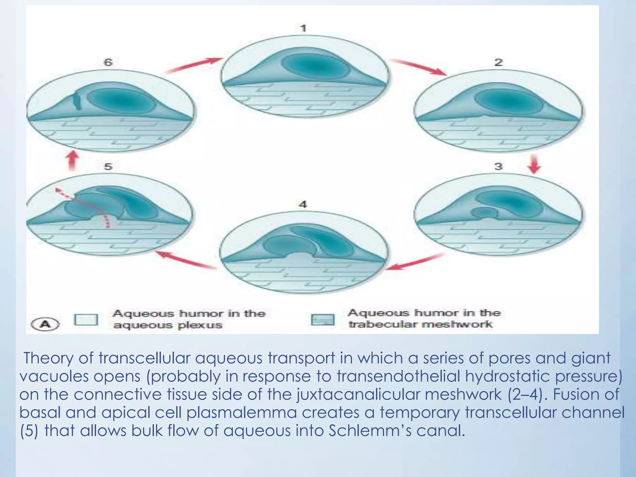 Physiology of aqueous humor | PPTX