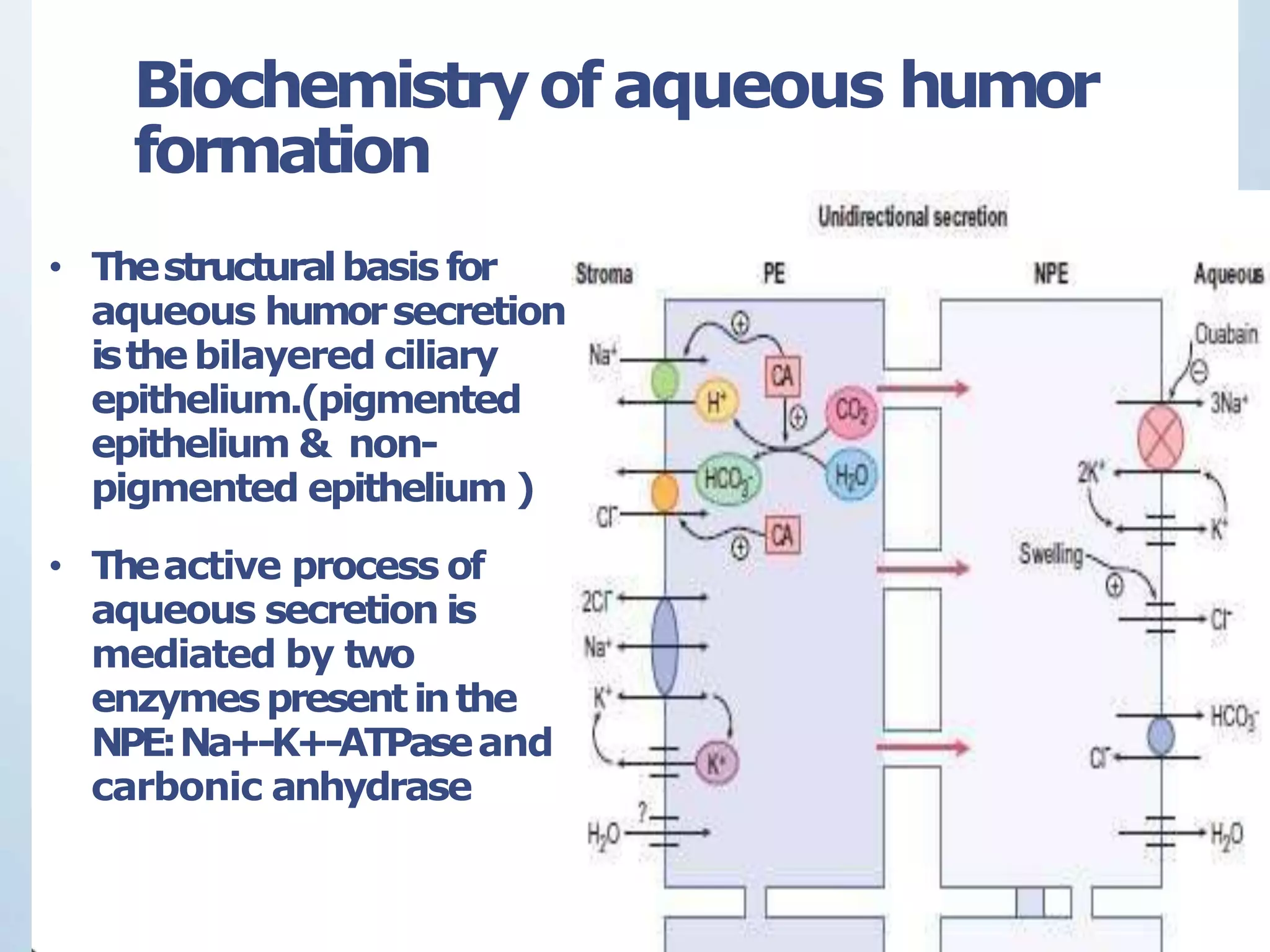 physiology of aqueoushumor-140302140543-phpapp01 (1).pptx