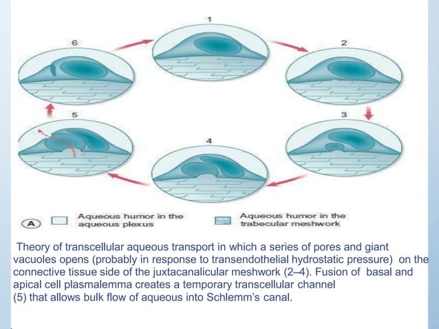 physiology of aqueoushumor-140302140543-phpapp01 (1).pptx