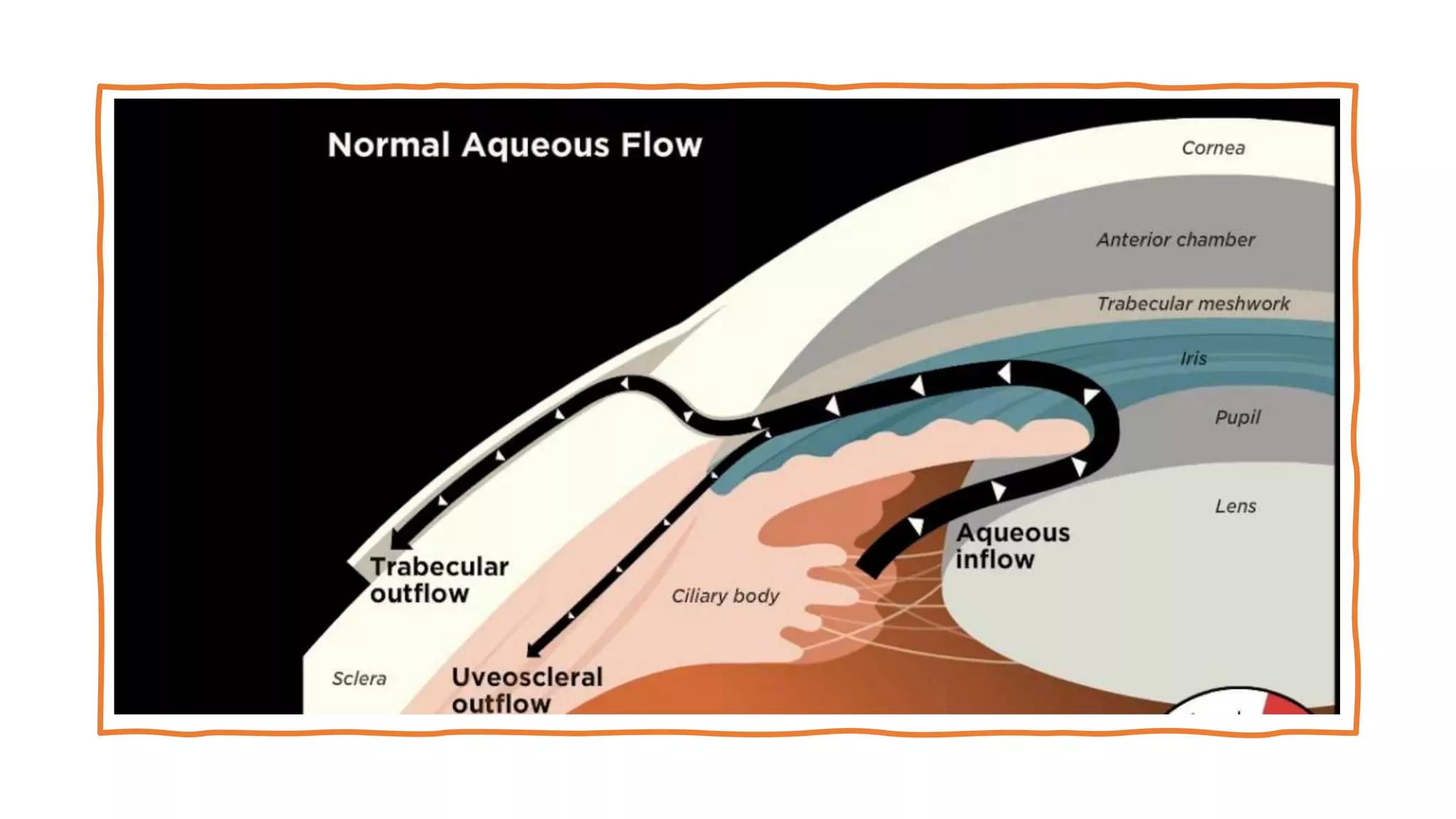 PHYSIOLOGY OF AQUEOUS HUMOUR & IOP REGULATION 3.pptx