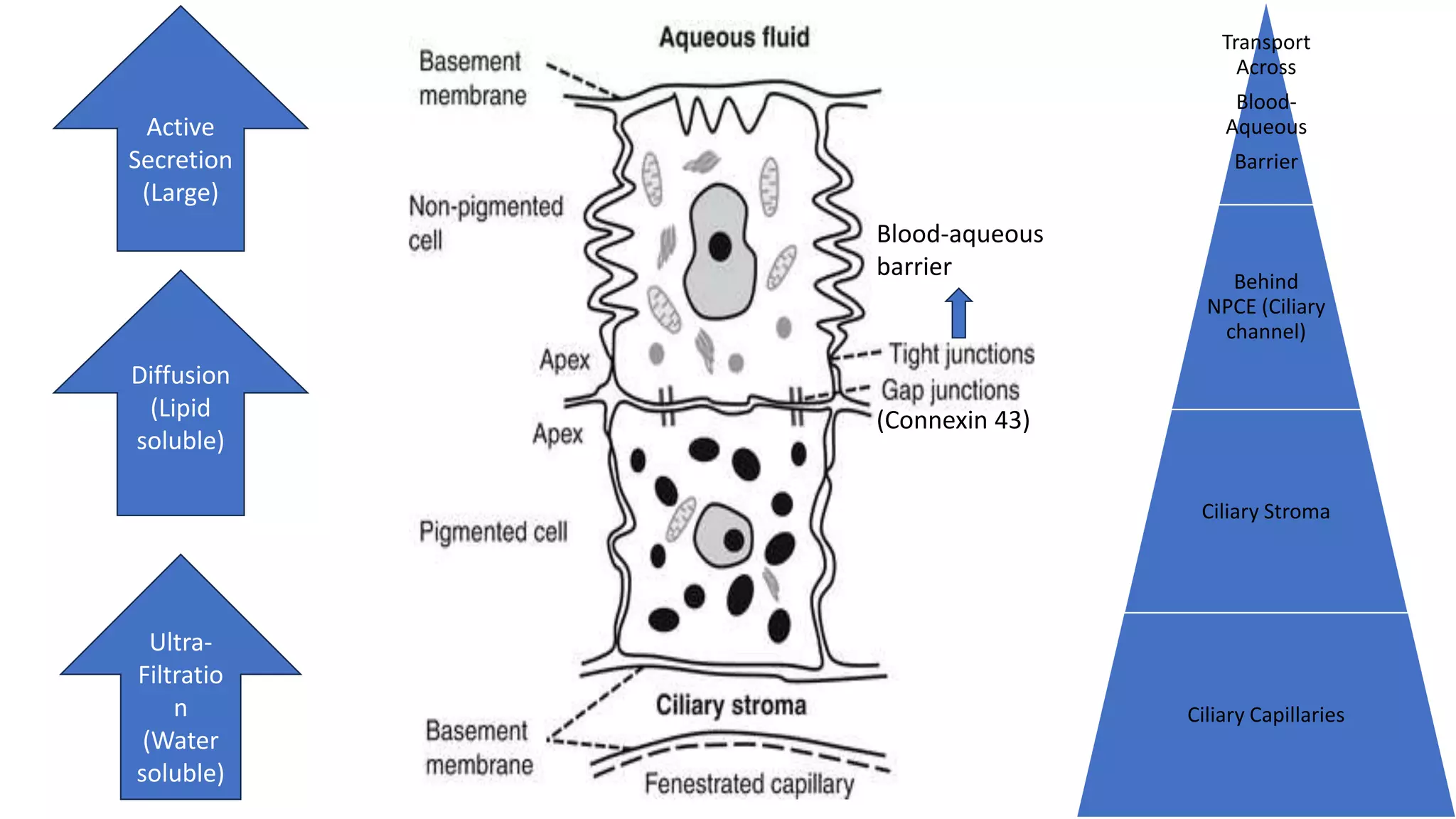 PHYSIOLOGY OF AQUEOUS HUMOUR & IOP REGULATION 3.pptx