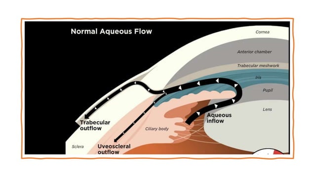 PHYSIOLOGY OF AQUEOUS HUMOUR & IOP REGULATION 3.pptx | Eye and Vision ...