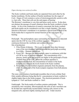 Physiology of auditory system | PDF