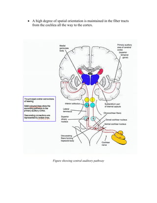 Physiology of auditory system | PDF