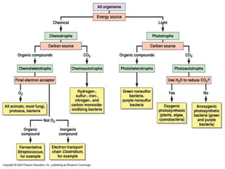Physiology of bacteria | PPTX