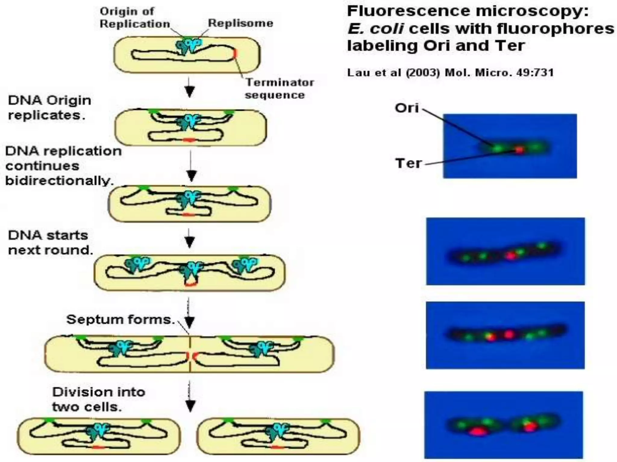 PHYSIOLOGY OF BACTERIA.ppt