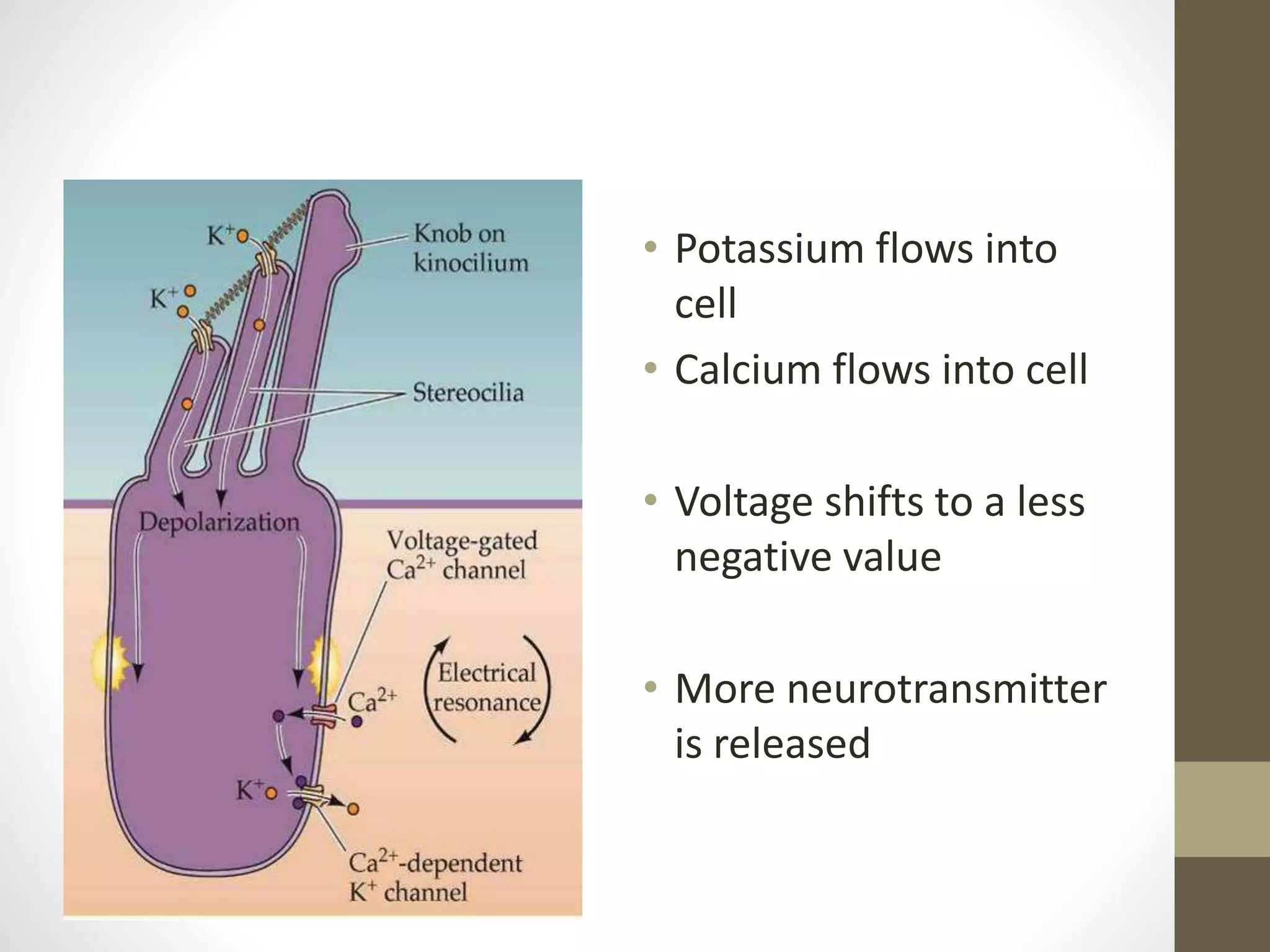 Physiology of balance | PPTX