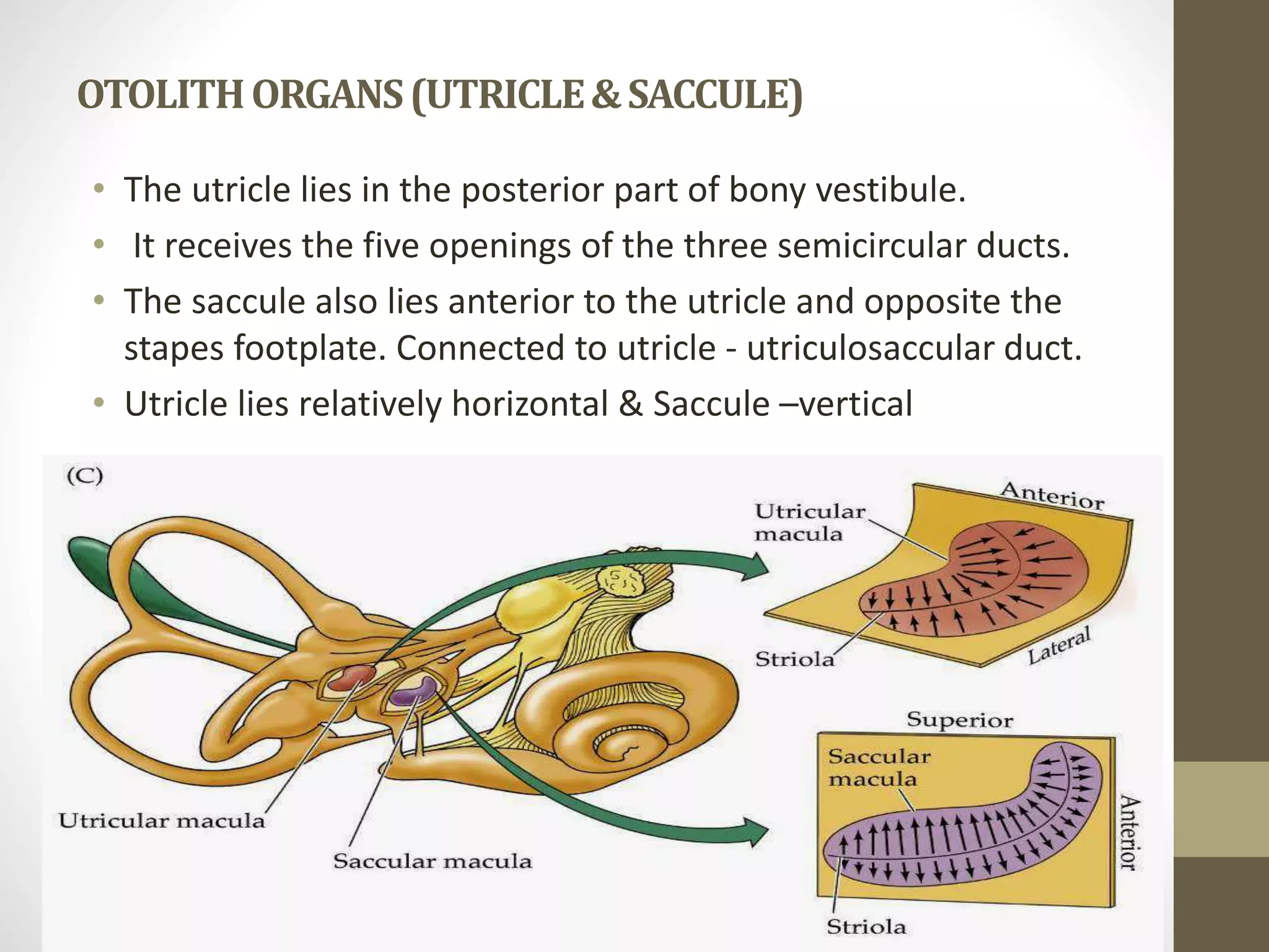 Physiology of balance | PPTX