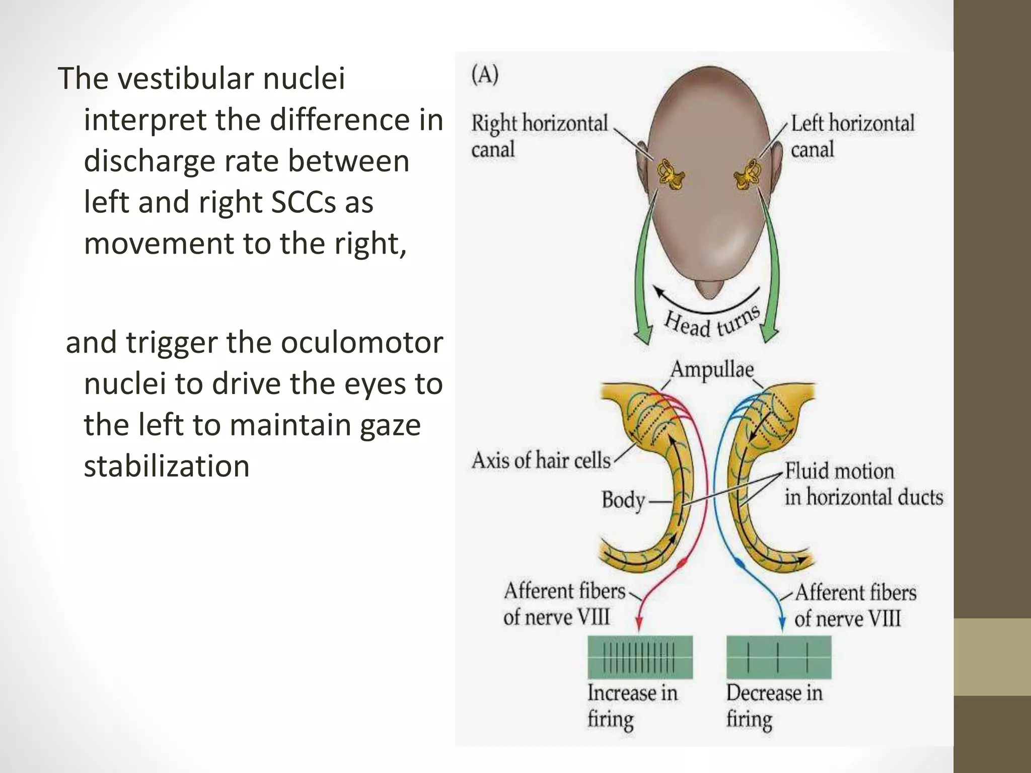 Physiology of balance | PPTX