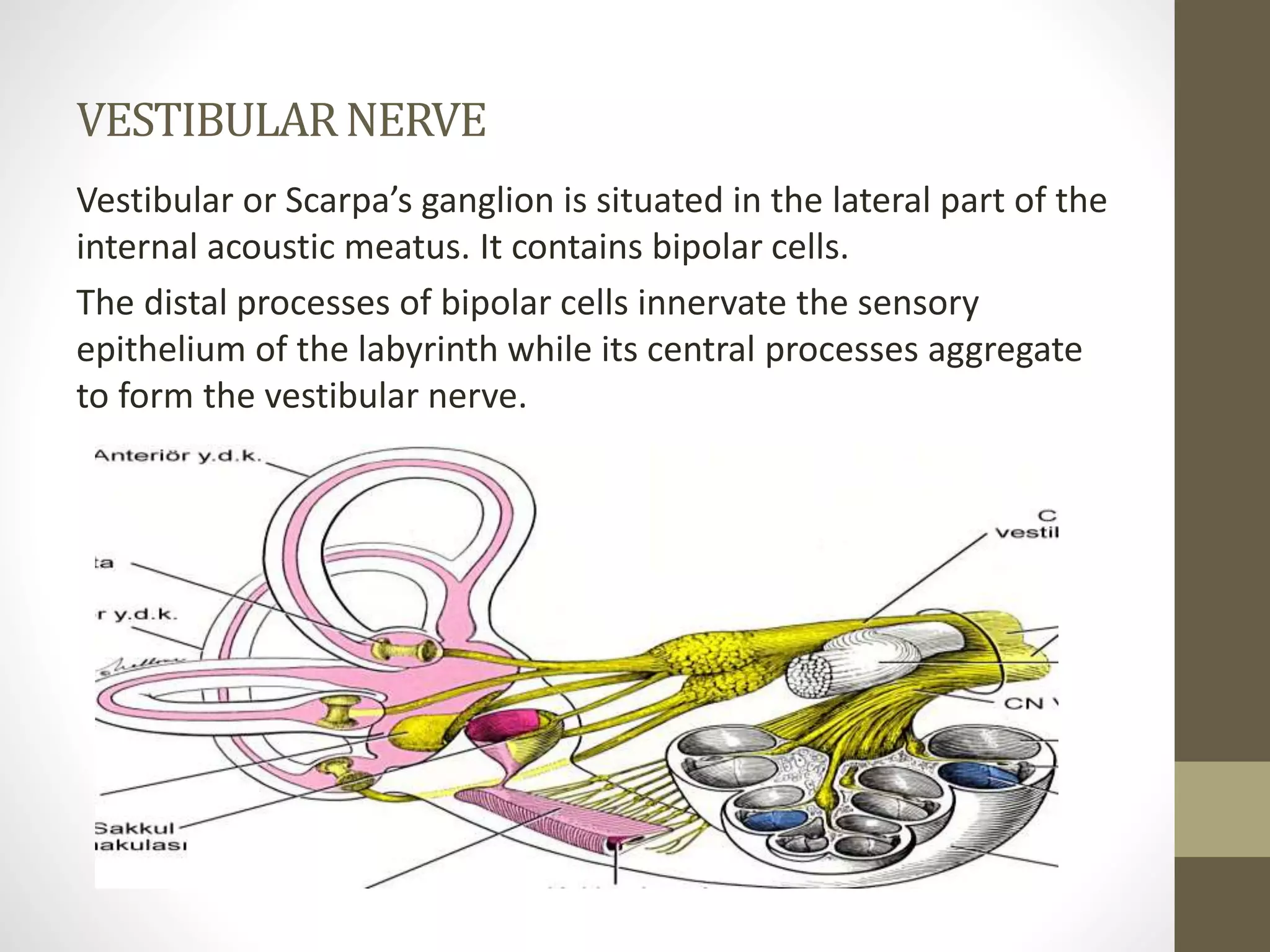 Physiology of balance | PPTX