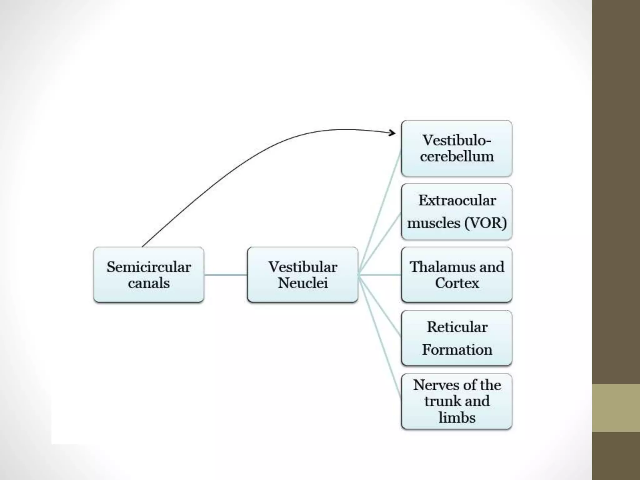 Physiology of balance | PPTX