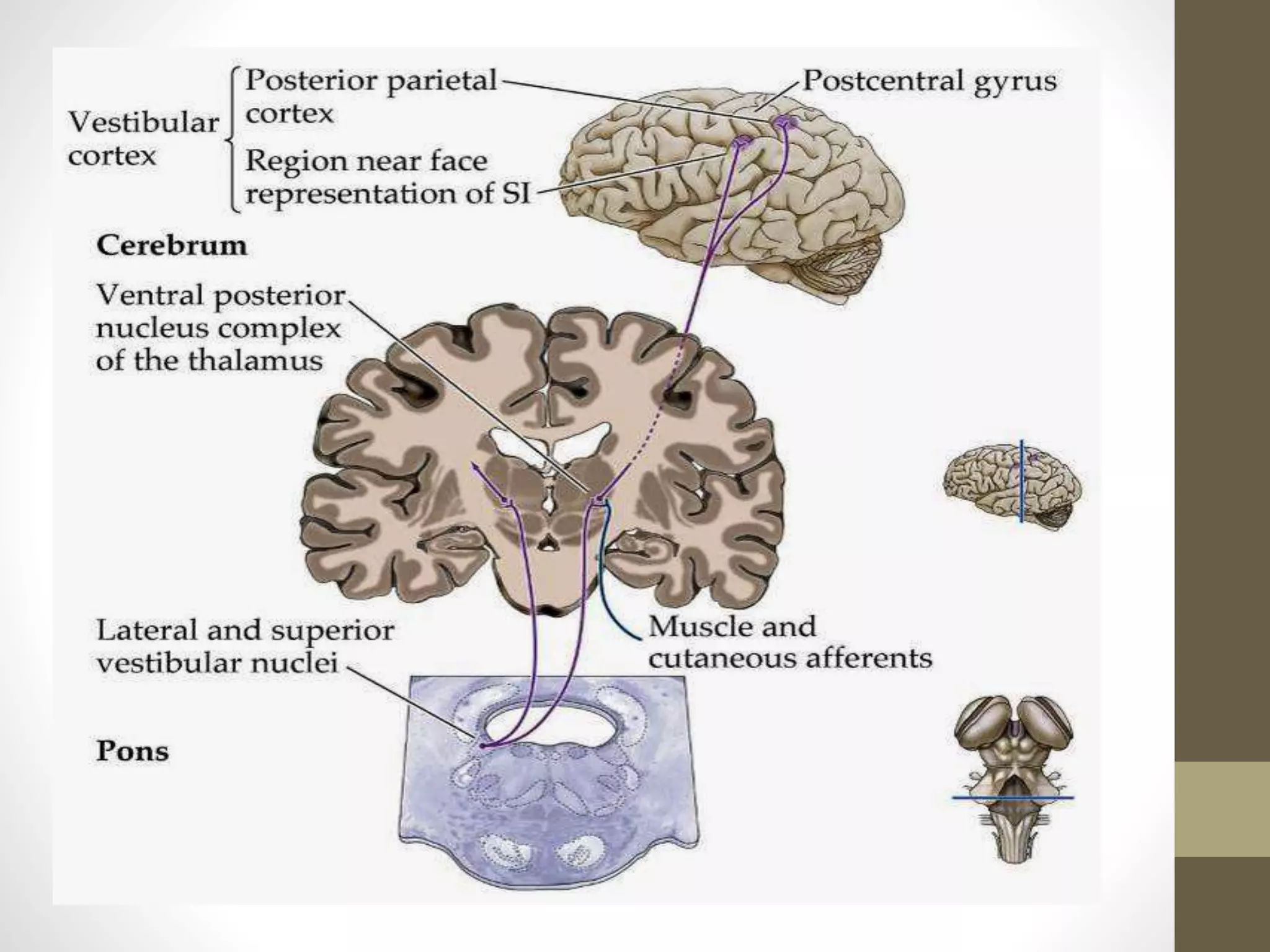 Physiology of balance | PPTX