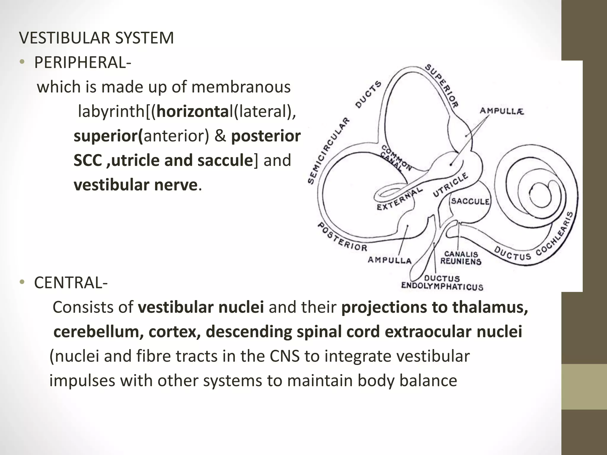 Physiology of balance | PPTX