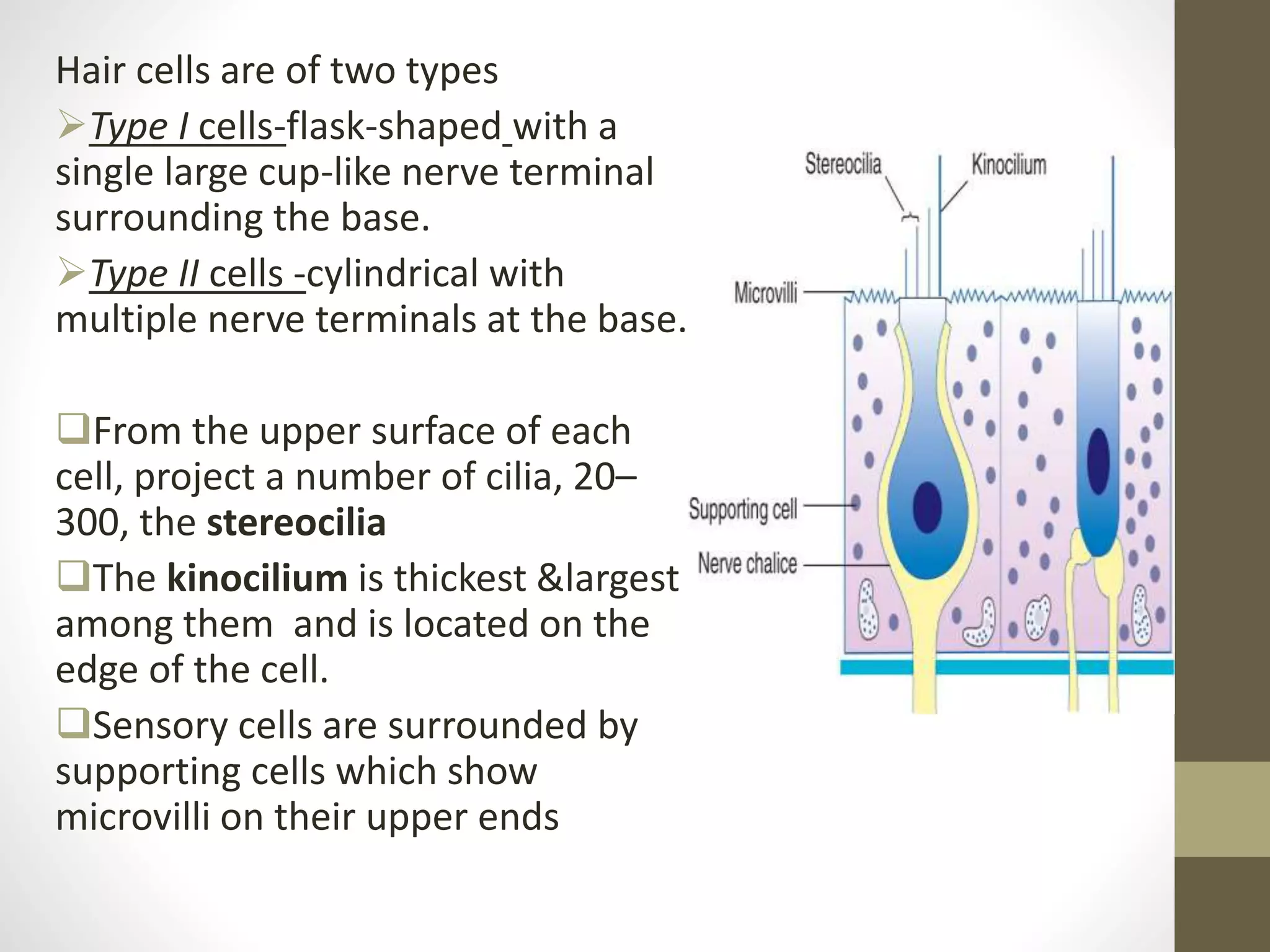 Physiology of balance | PPTX