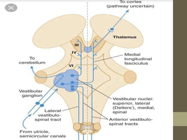 Physiology of balance | PPTX | Brain and Nervous System Disorders ...