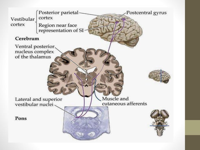 Physiology of balance | PPTX | Brain and Nervous System Disorders ...