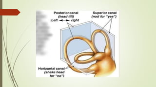 Physiology of balance (2).pptx
