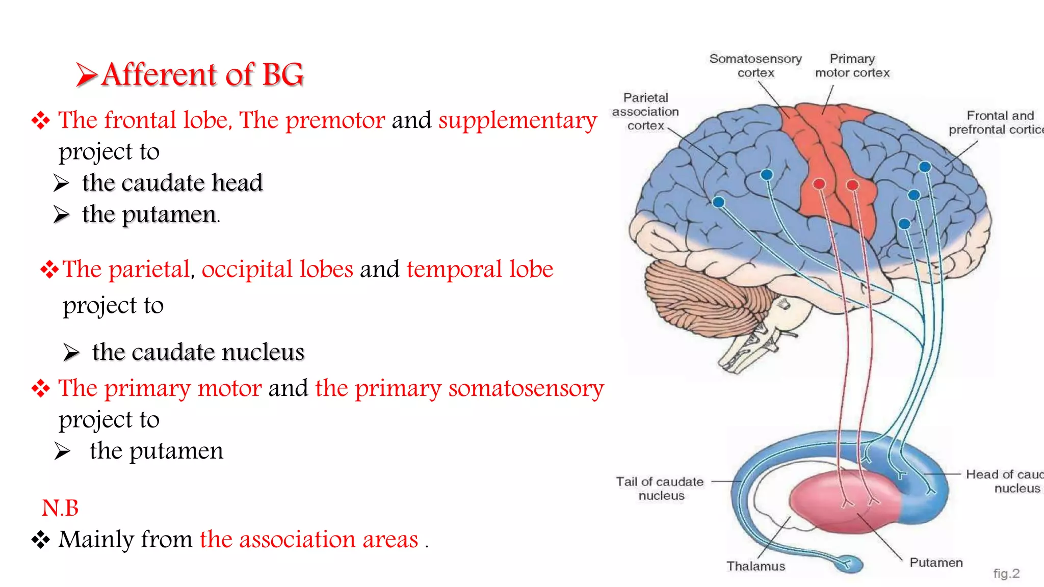 Physiology of basal ganglia | PPTX