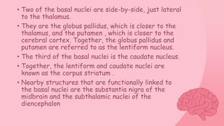 Physiology of basal nuclei | PPTX