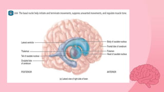 Physiology of basal nuclei | PPTX