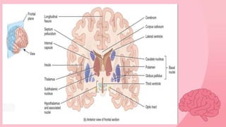 Physiology of basal nuclei | PPTX