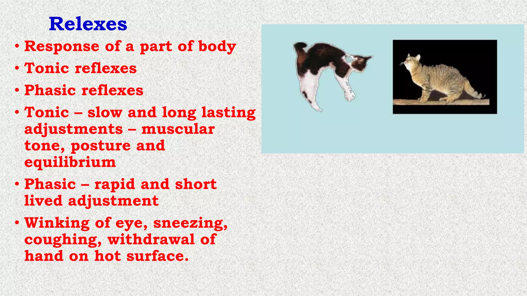 Physiology of Behaviour.pptx