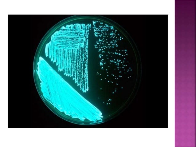 Physiology of bioluminescence | PPTX | Chemistry | Science