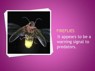 Physiology of bioluminescence | PPTX