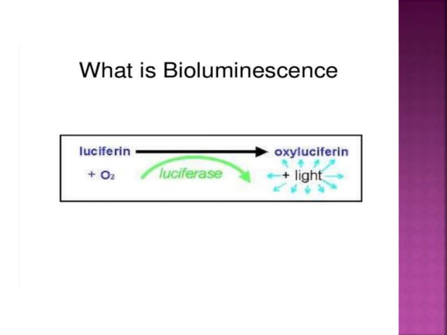 Physiology of bioluminescence | PPTX | Chemistry | Science