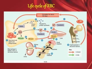 Physiology of blood | PPTX