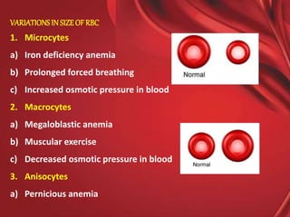 Physiology of blood | PPTX