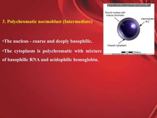 Polychromatic Normoblast