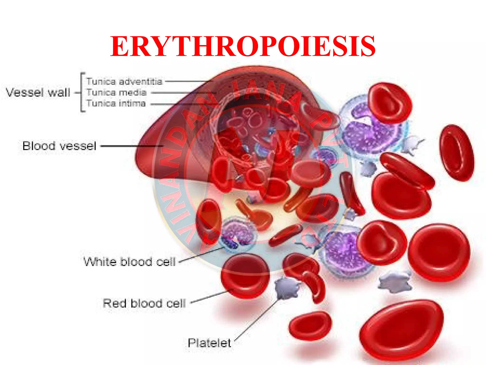 Blood (RBC, WBC, PLATELET) | PDF