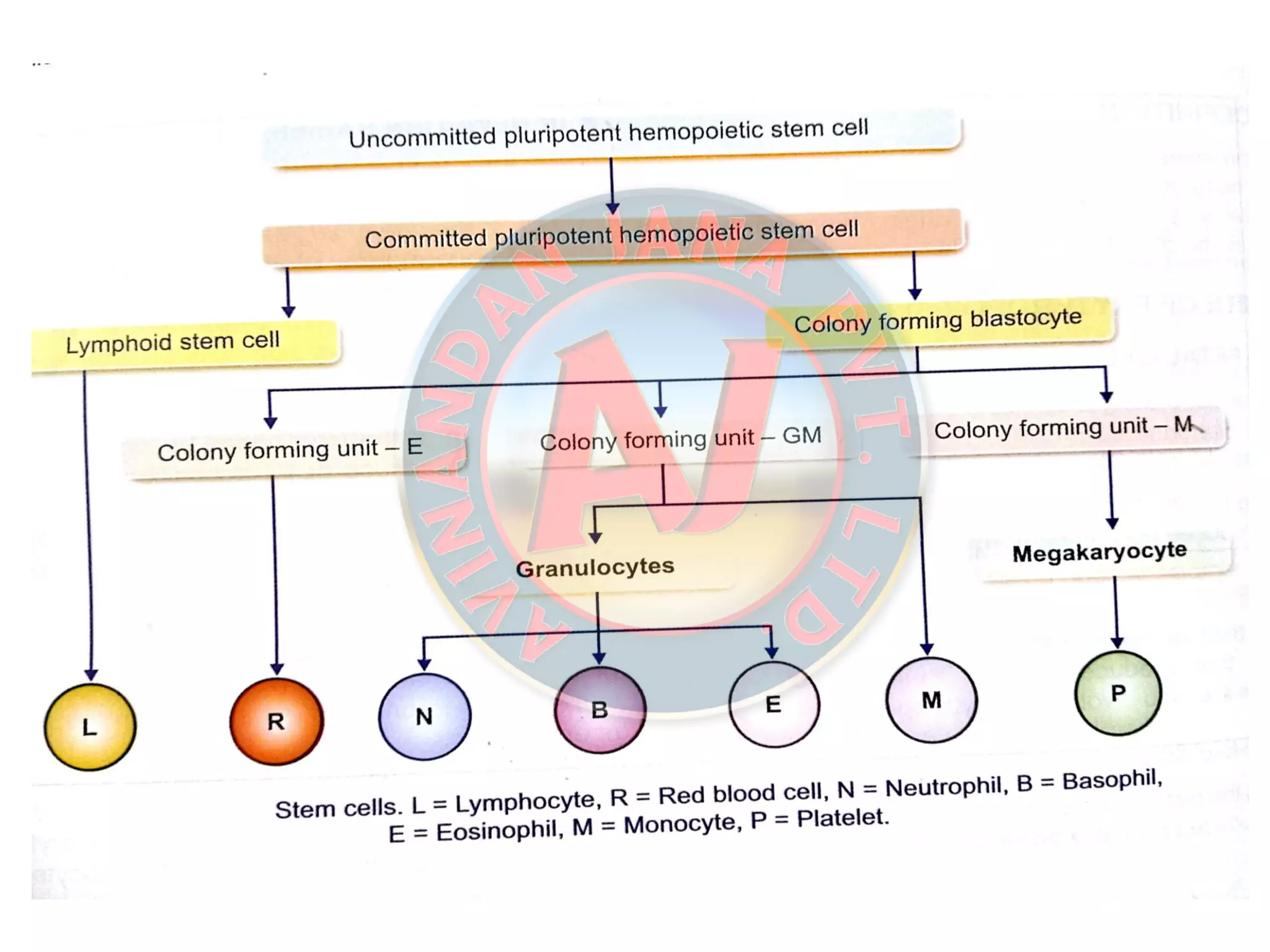 Blood (RBC, WBC, PLATELET) | PDF
