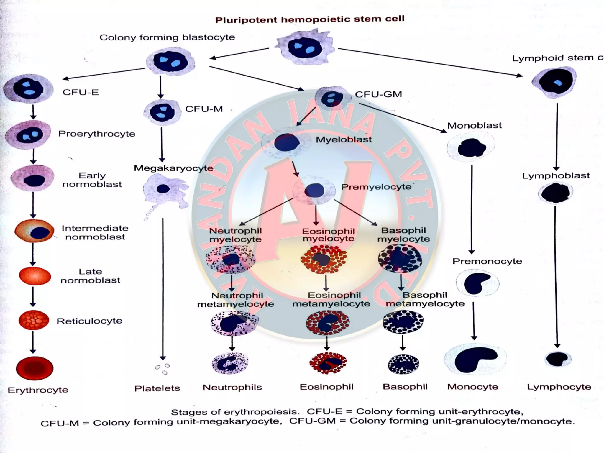 Blood (RBC, WBC, PLATELET) | PDF