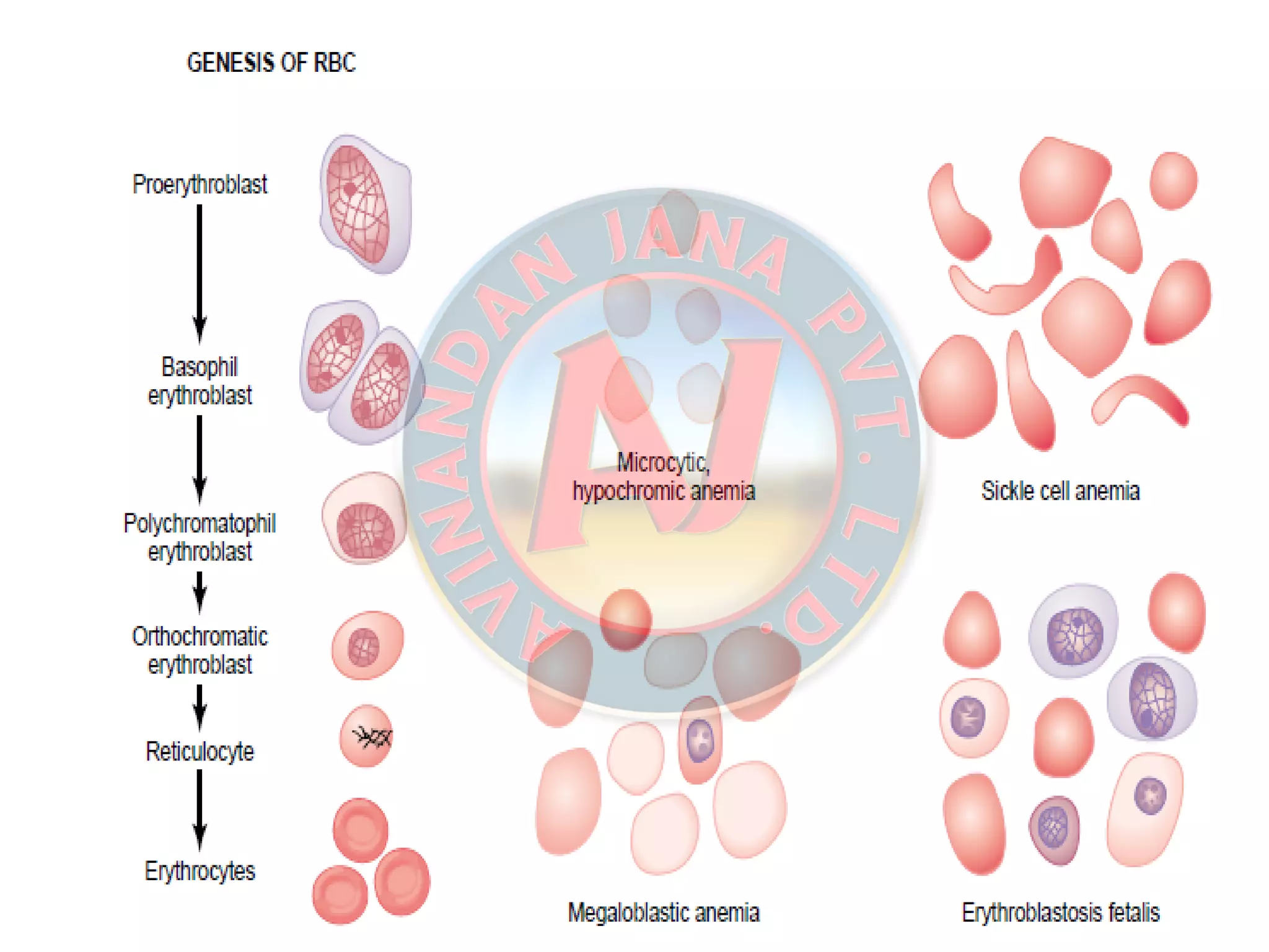 Blood (RBC, WBC, PLATELET) | PDF