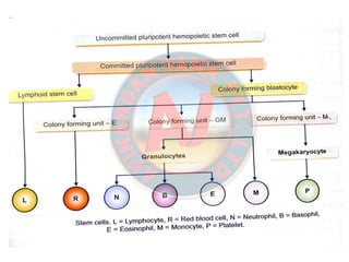 Blood (RBC, WBC, PLATELET) | PDF