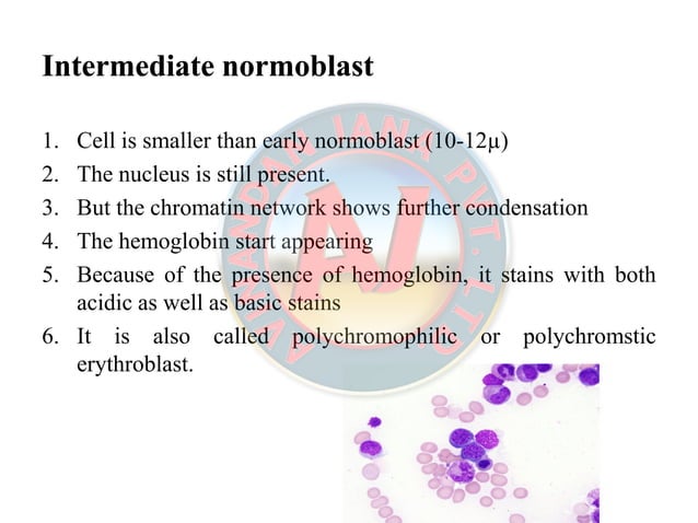Blood (RBC, WBC, PLATELET) | PDF