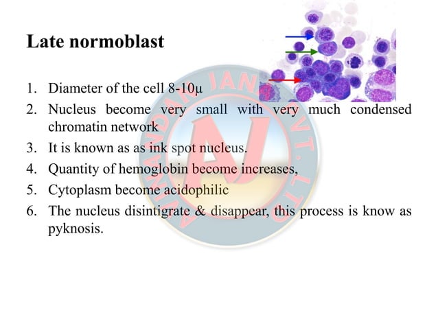 Blood (RBC, WBC, PLATELET) | PDF