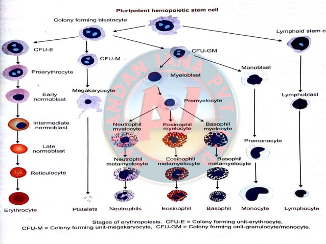 Blood (RBC, WBC, PLATELET) | PDF