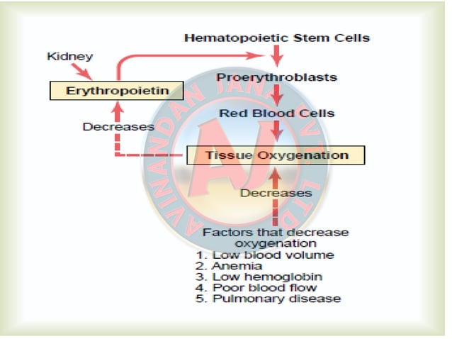 Blood (RBC, WBC, PLATELET) | PDF
