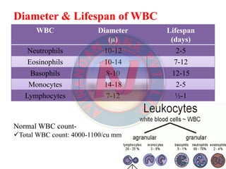 Blood (RBC, WBC, PLATELET) | PDF