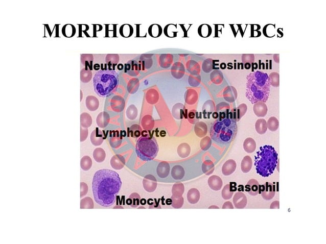 Blood (RBC, WBC, PLATELET)