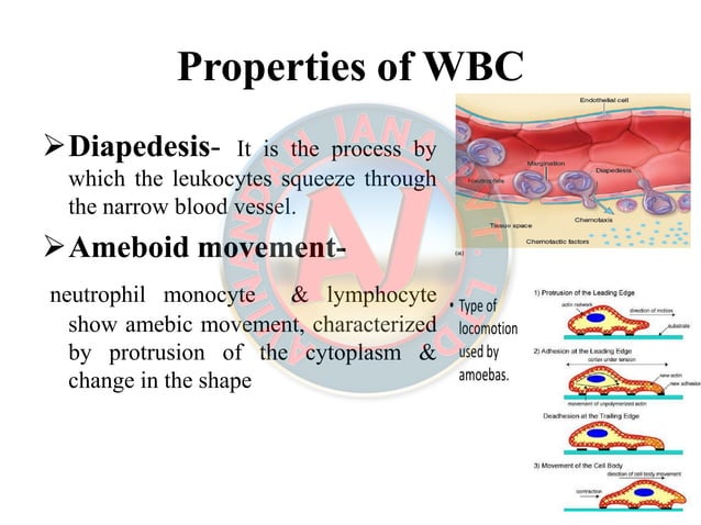 Blood (RBC, WBC, PLATELET)