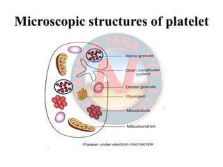 Simple Platelets Diagram