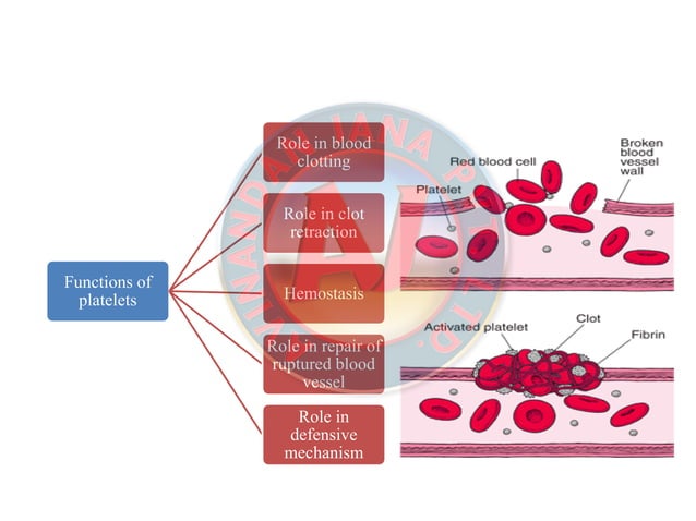 Blood (RBC, WBC, PLATELET)