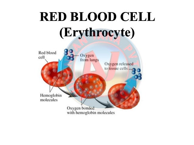 Blood (RBC, WBC, PLATELET)