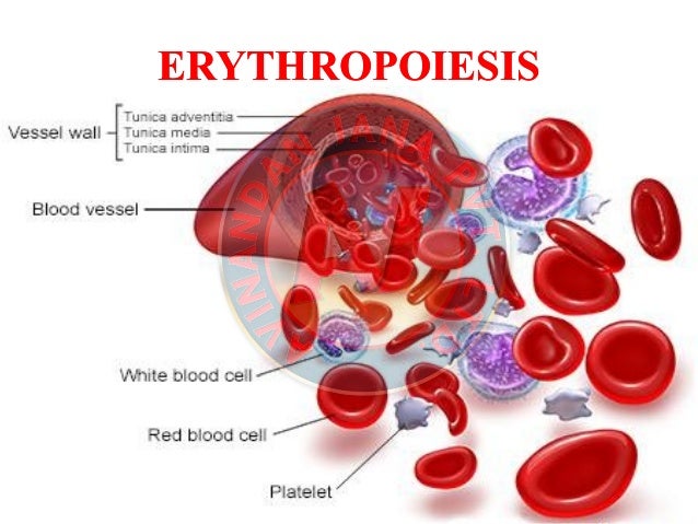 Blood (RBC, WBC, PLATELET)