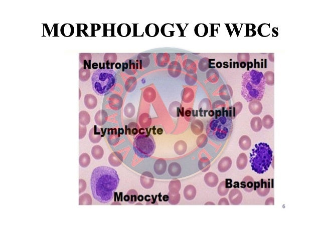 Blood (RBC, WBC, PLATELET)
