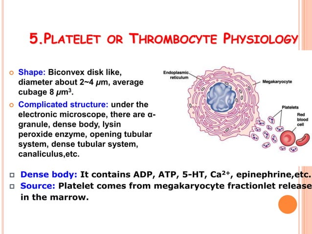 Physiology of blood ppt | PPT | Free Download